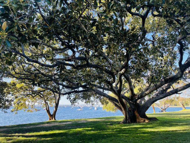 Matilda Bay Reserve - Nature Play WA